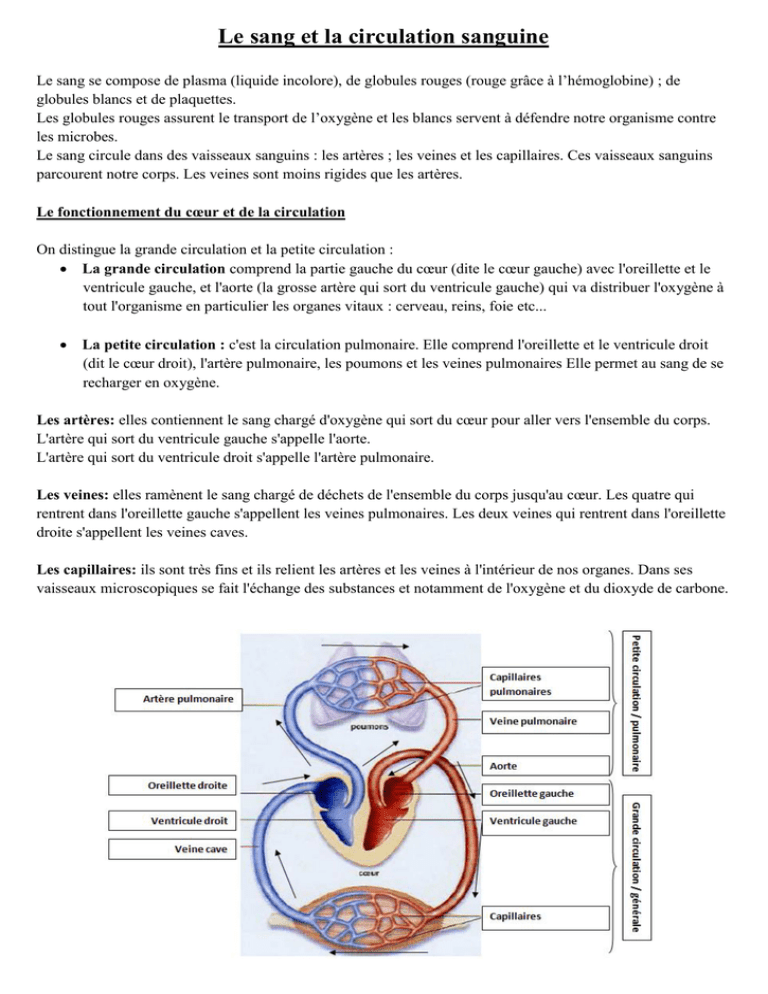 Le sang et la circulation sanguine