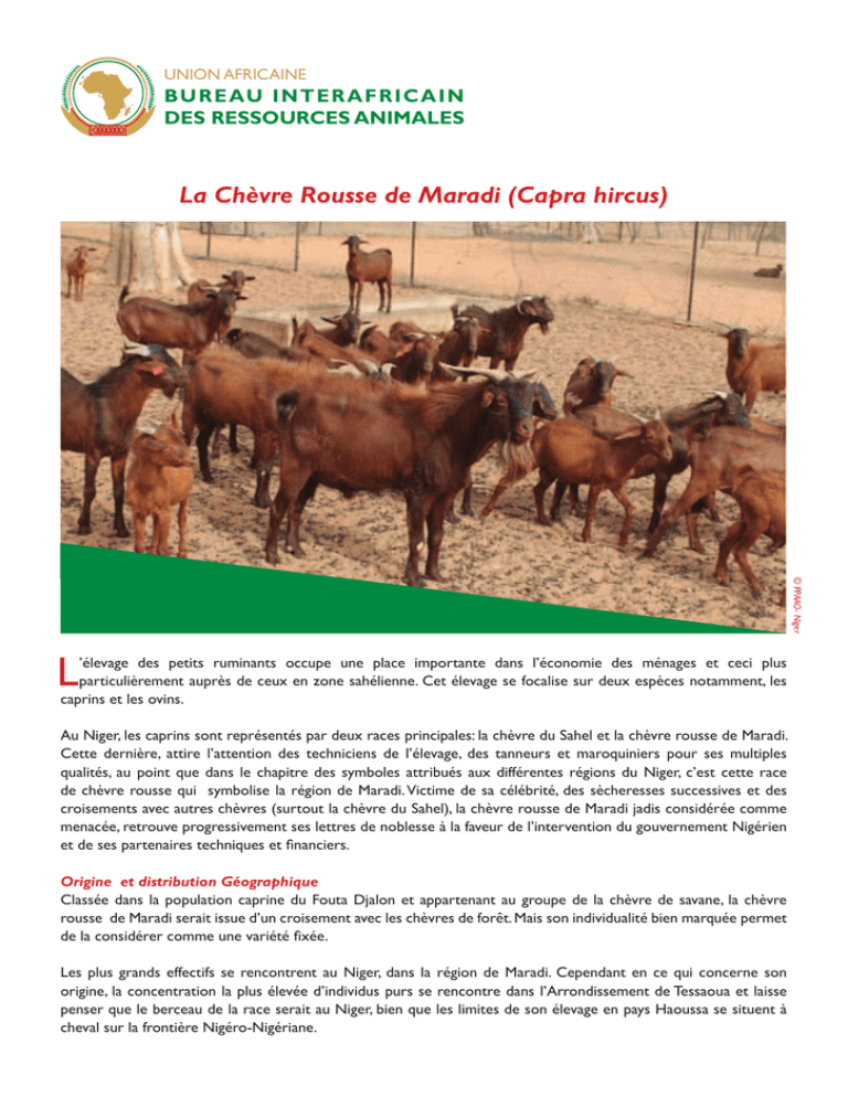 La Chèvre Rousse de Maradi - AU-IBAR