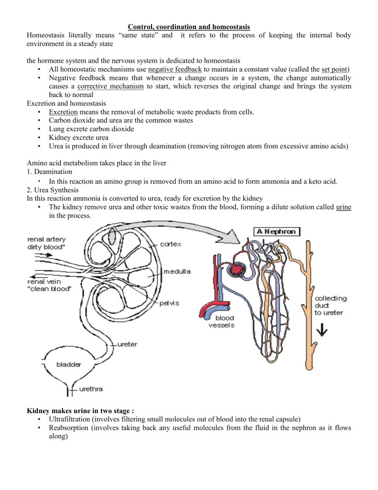 7628733-Notes-for-Homeostasis